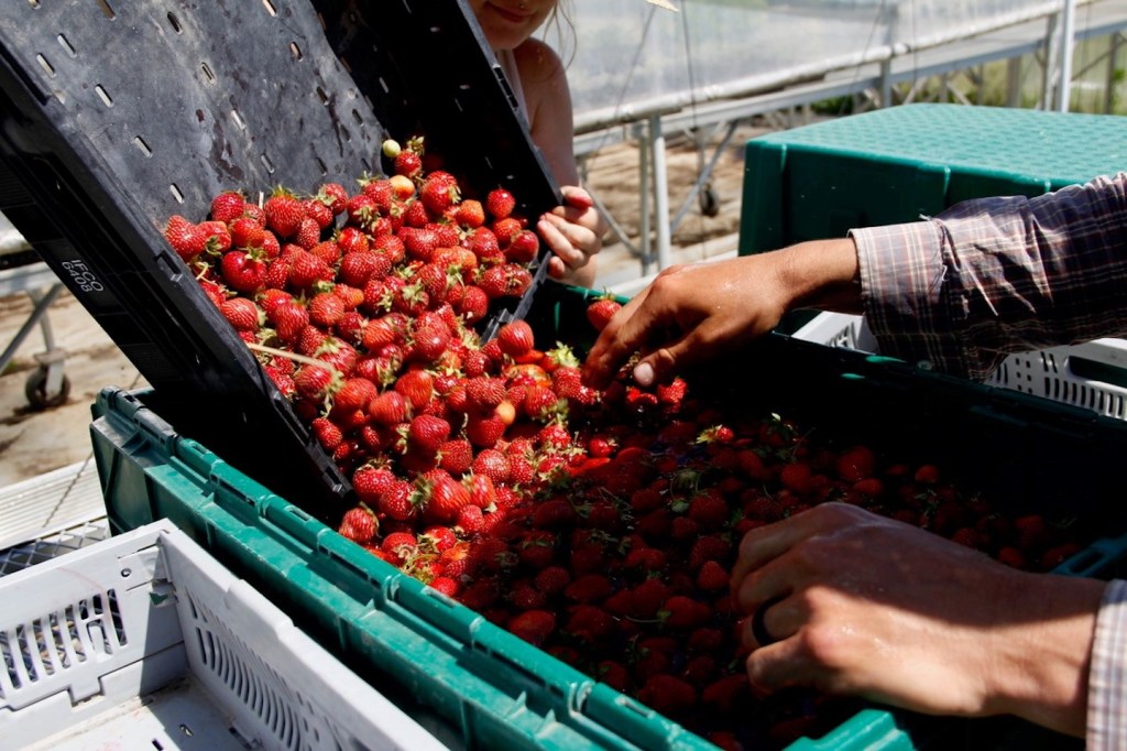 Sky High Farm is celebrating 10 years