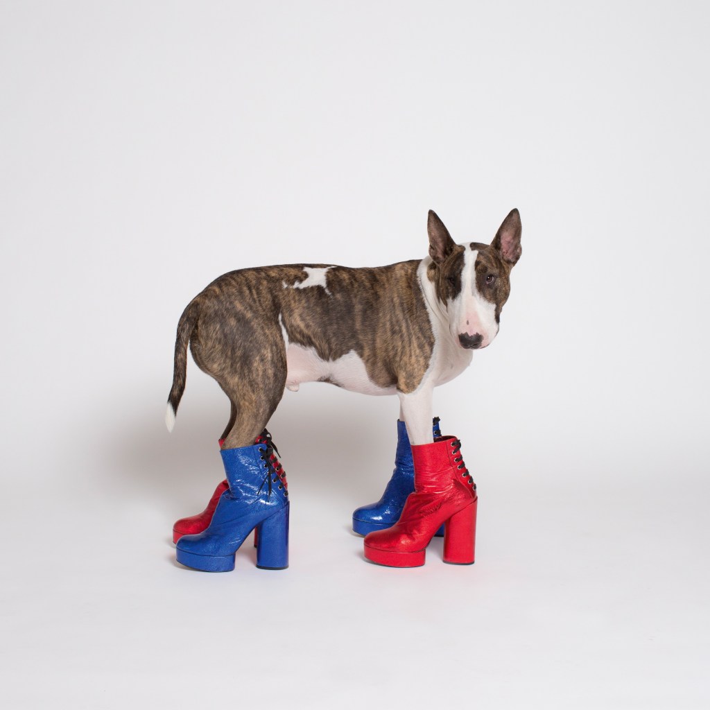 an exclusive interview with marc jacobs’ dog neville